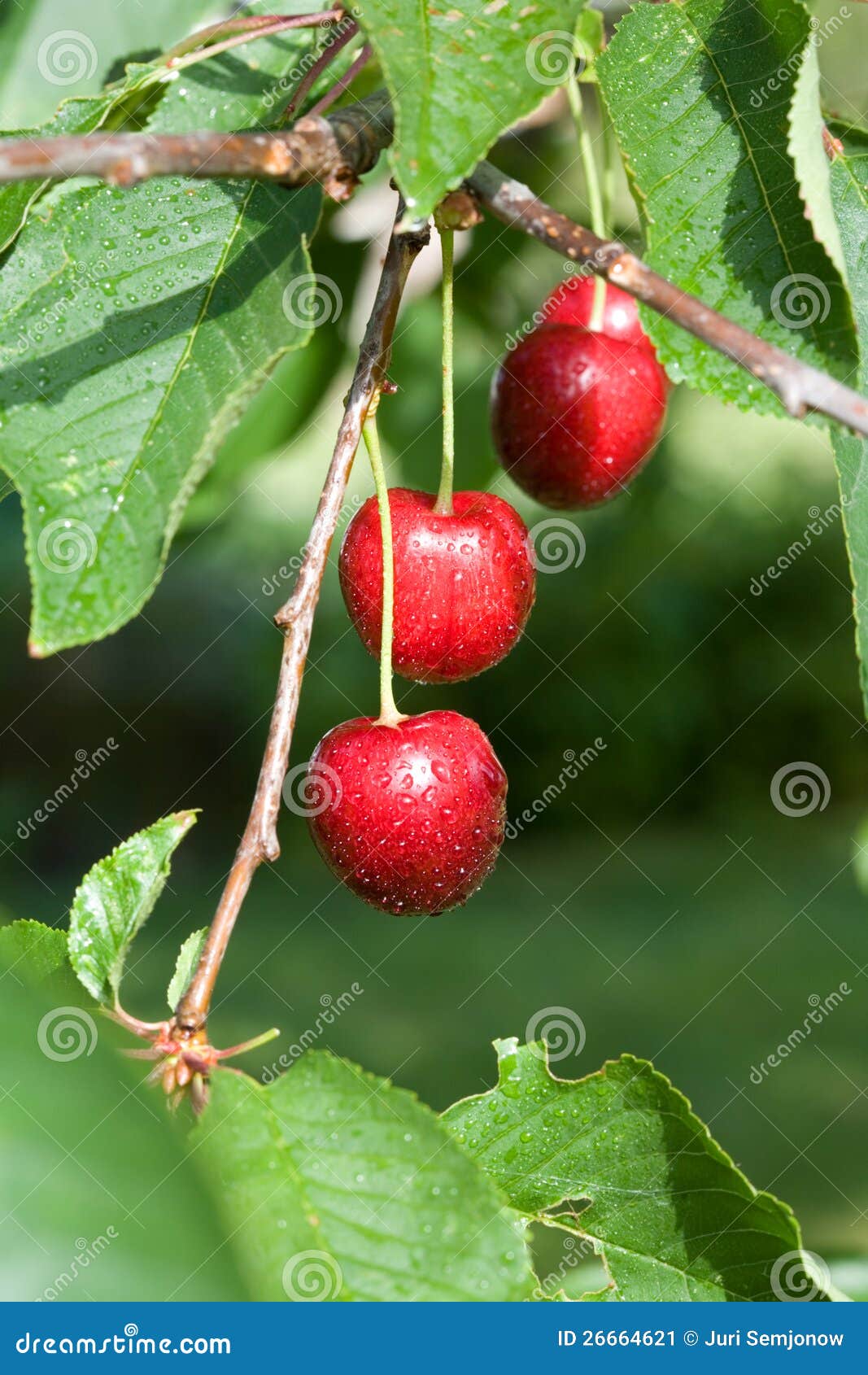 Ripe cherries. stock image. Image of dessert, eating - 26664621