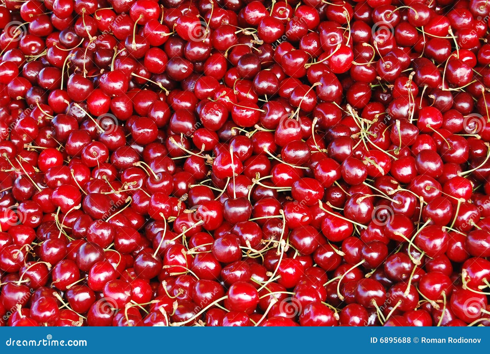 Ripe Cherries stock photo. Image of appetizing, yummy - 6895688