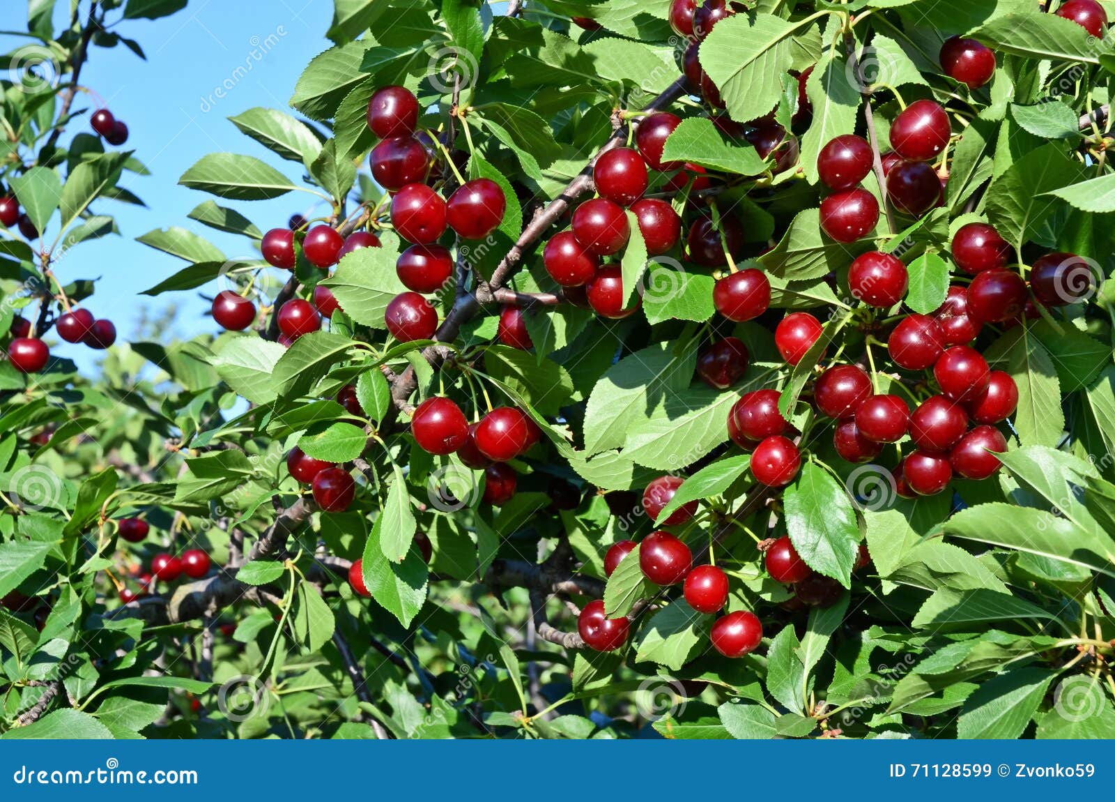 Ripe cherries stock image. Image of green, east, diet - 71128599