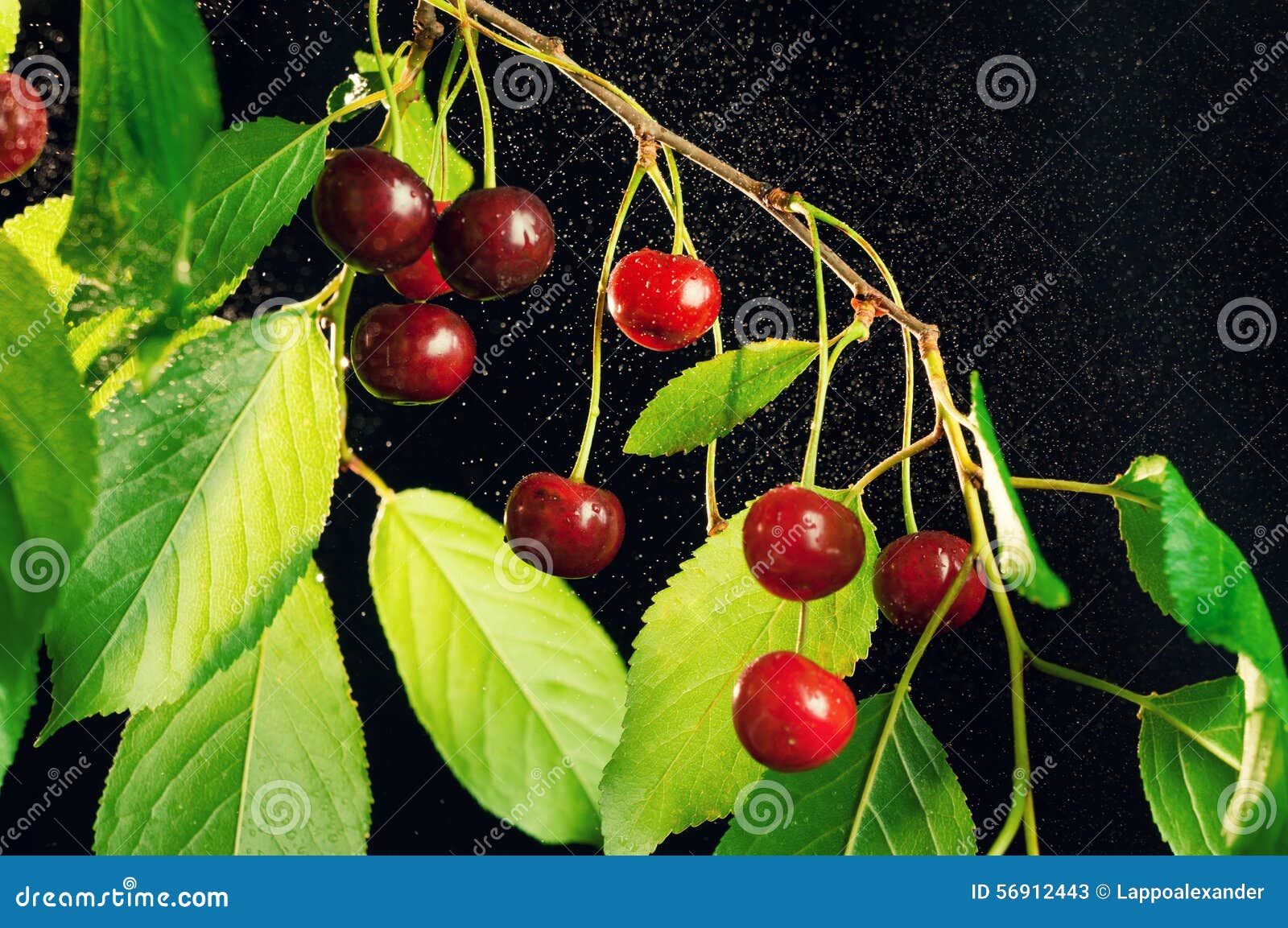 Ripe cherries on a branch. stock image. Image of close - 56912443