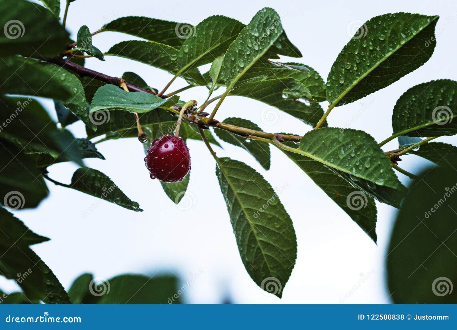 Ripe Cherries on the Branch after the Rain. Against the Backdrop of ... Ripe Cherries on the Branch after the Rain. Against the Backdrop of ...