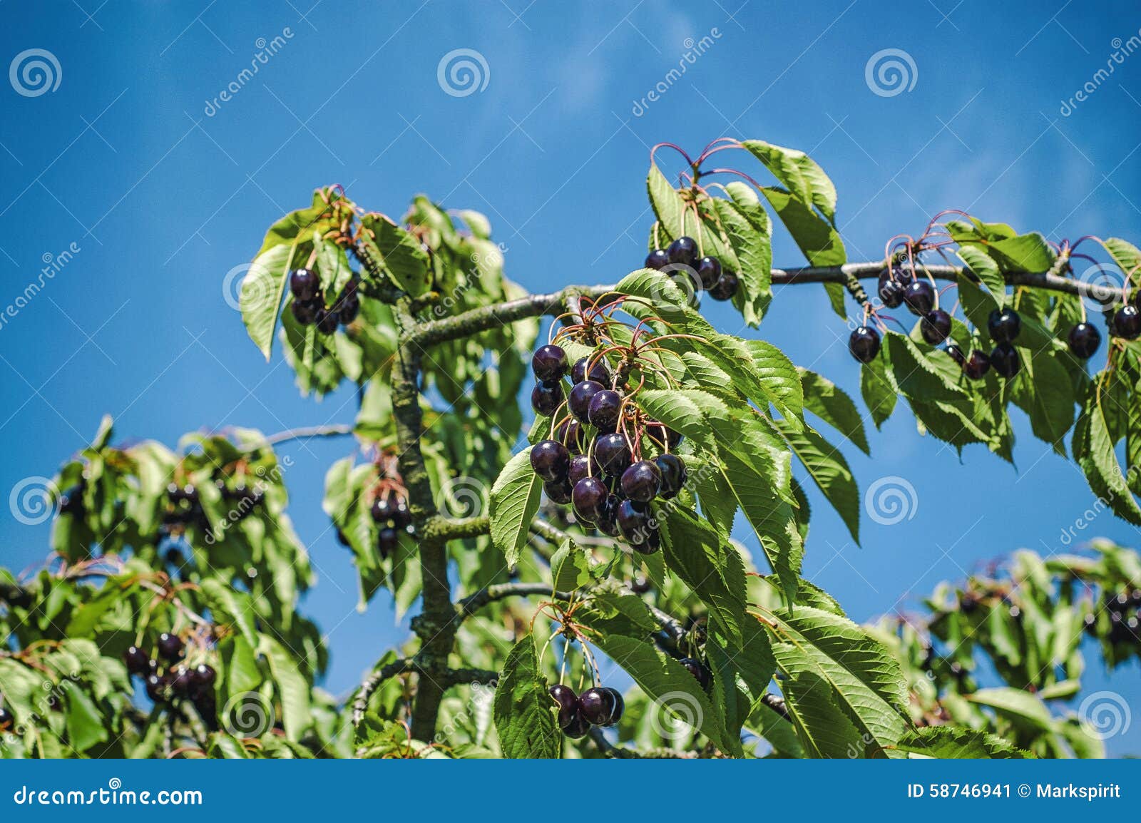 Ripe Cherries on a Cherry Branches Stock Image - Image of healthy ...