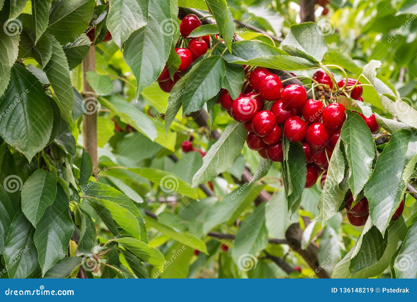 Ripe Cherries on Cherry Tree with Copy Space Stock Image - Image of ...