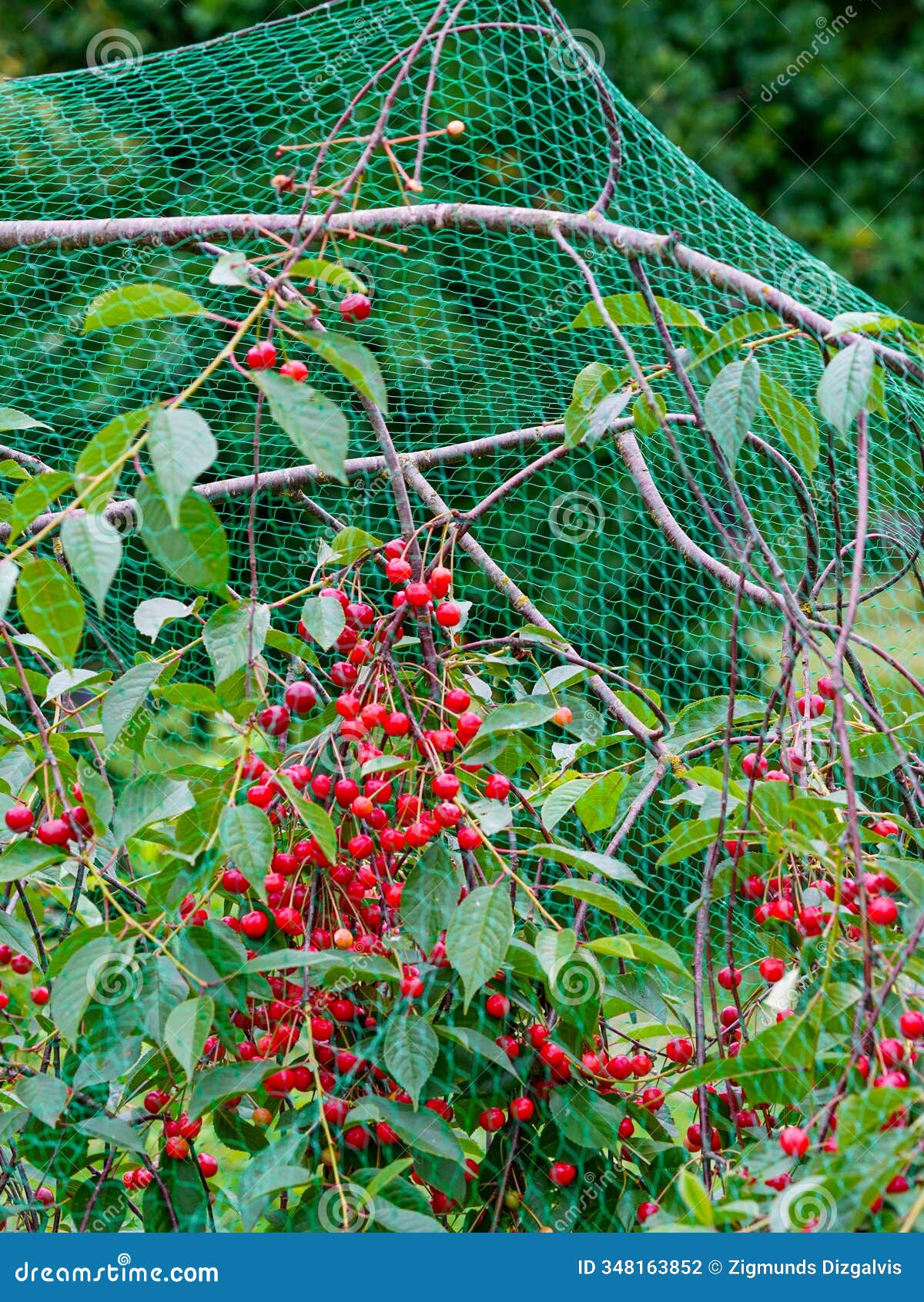 Ripe Cherries on the Cherry Tree with Protective Netting To Keep Birds ...
