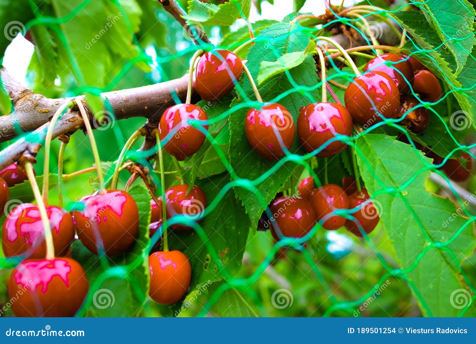 Ripe Cherries on the Cherry Tree with Protective Netting To Keep Birds ...