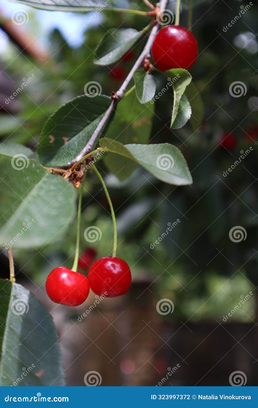 Ripe Cherries. Cherry Tree in Summer. Stock Photo - Image of season ...