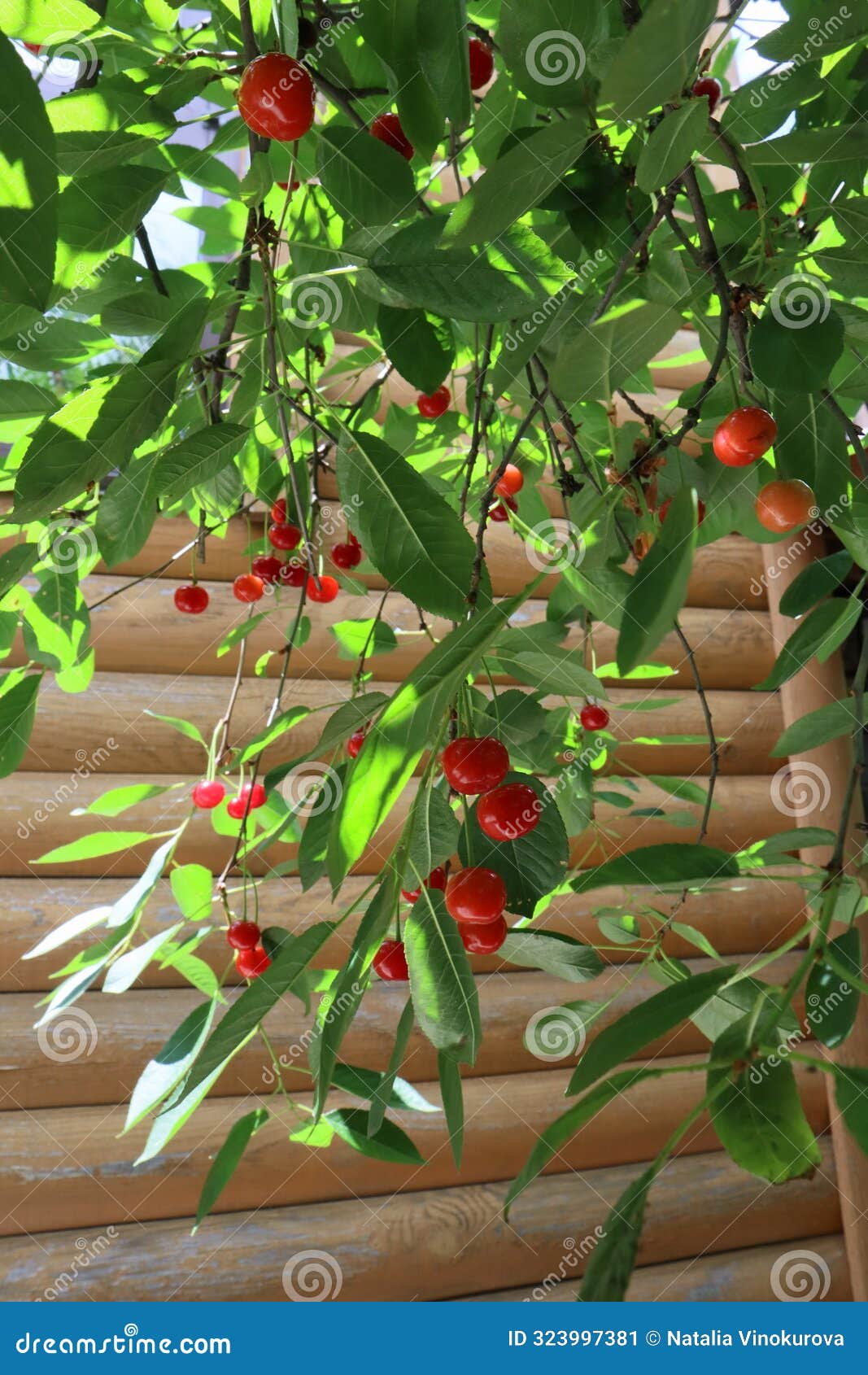 Ripe Cherries. Cherry Tree in Summer. Stock Image - Image of nature ...