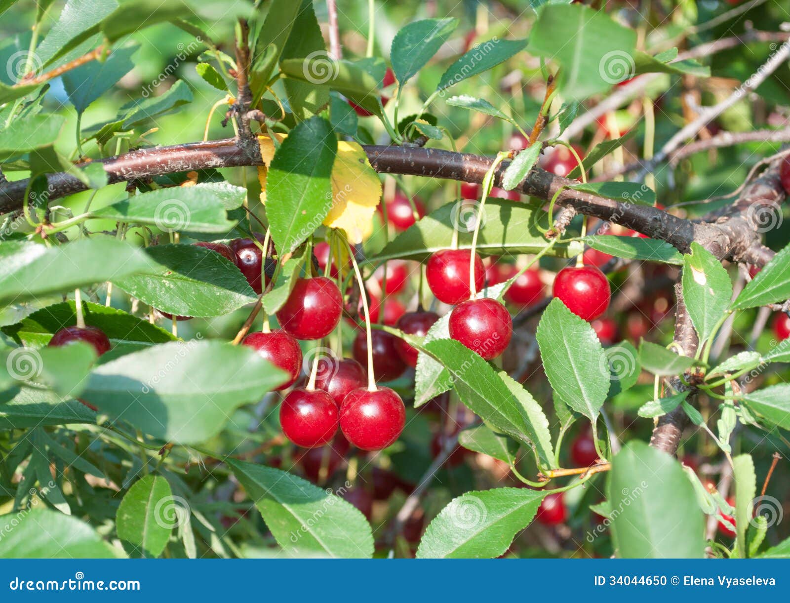 Ripe cherries. stock photo. Image of horizontal, drink - 34044650