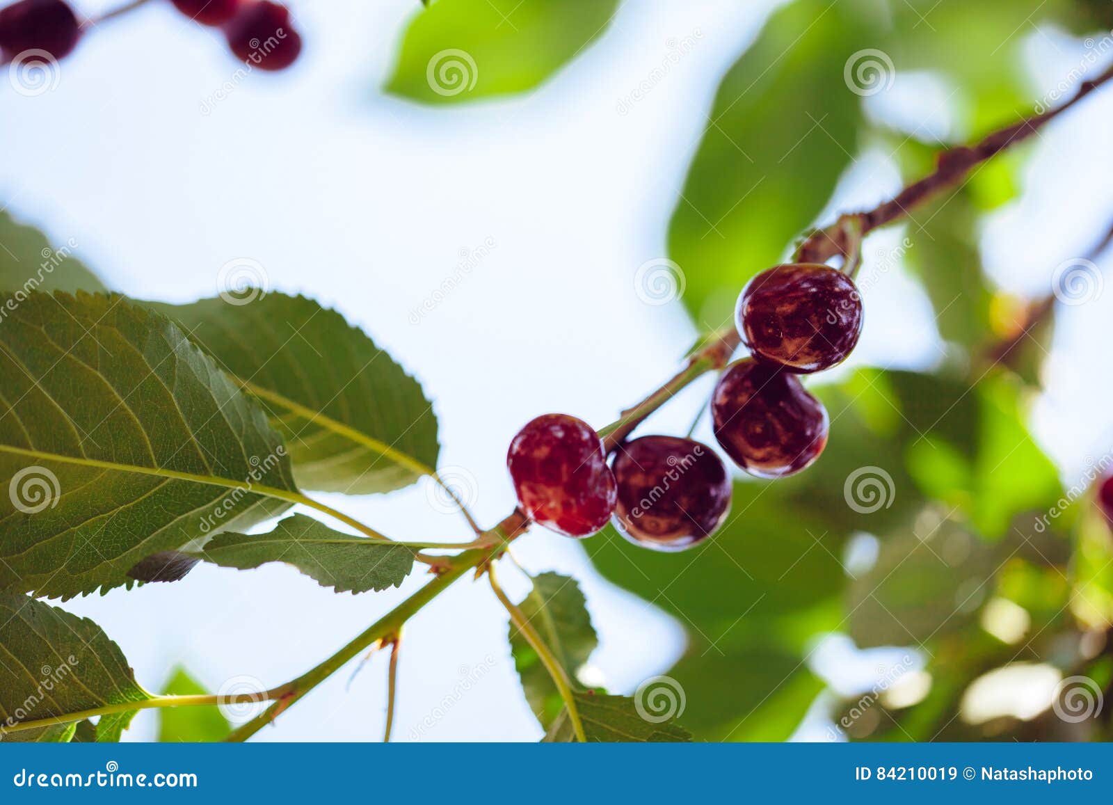 Ripe Cherries stock image. Image of food, spring, fresh - 84210019