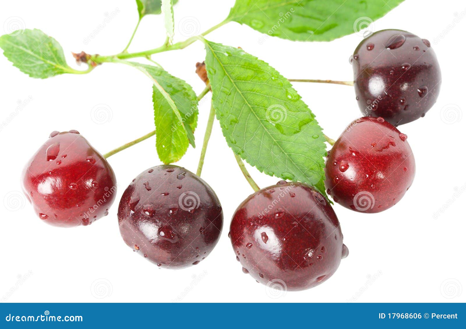 Ripe cherries with leaves stock photo. Image of snack - 17968606