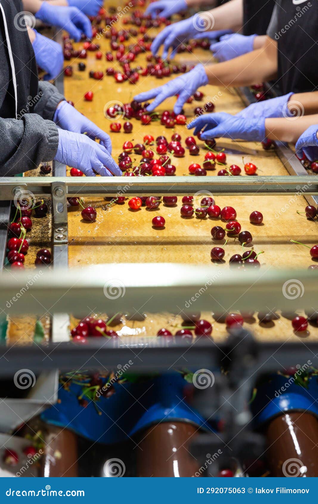 Ripe Cherries on the Sorting Conveyor Stock Image - Image of healthy ...