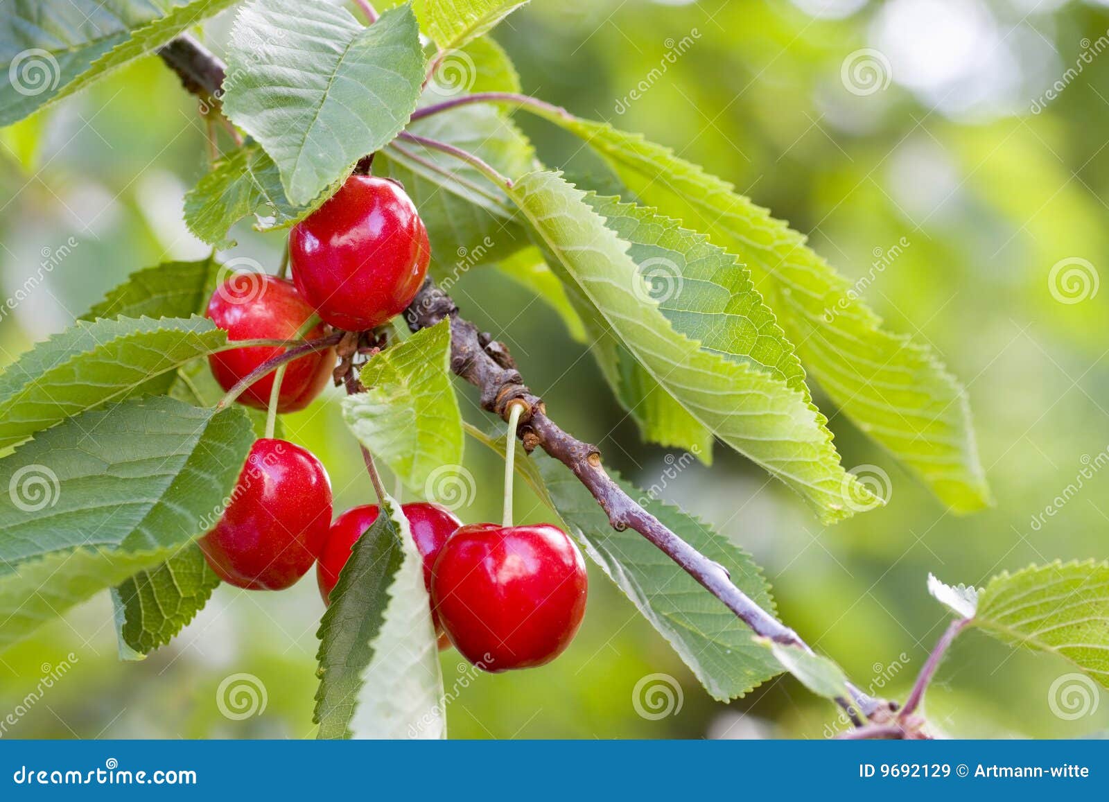 Ripe cherries on a tree stock image. Image of green, closeup - 9692129