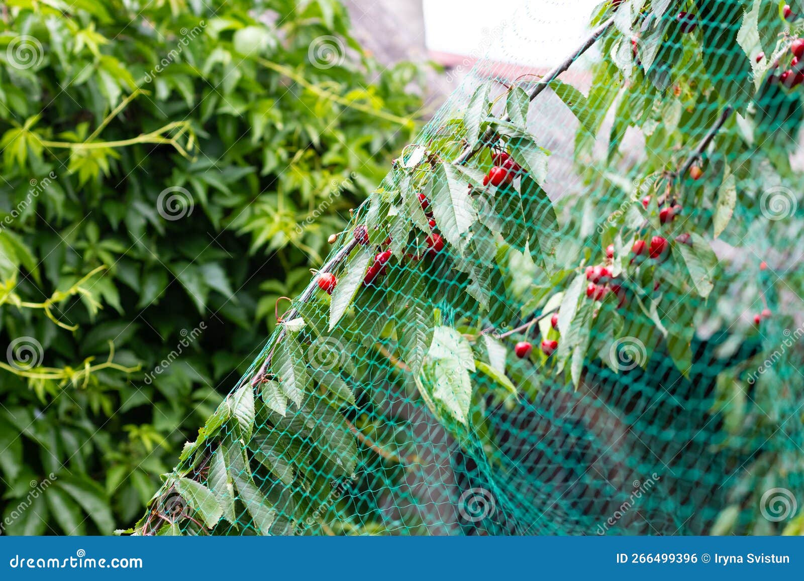 Ripe Cherries on Tree with Protective Netting To Keep Birds from Eating ...