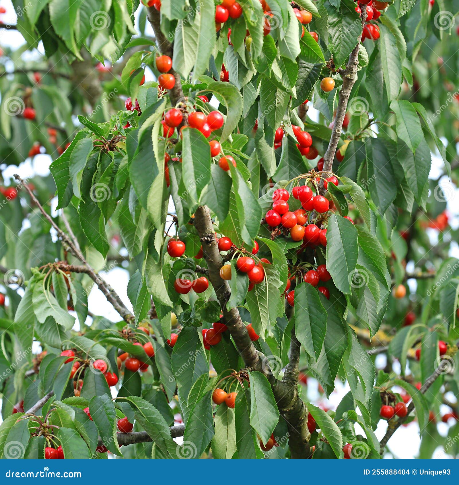 Ripe cherries in the tree stock photo. Image of dessert - 255888404
