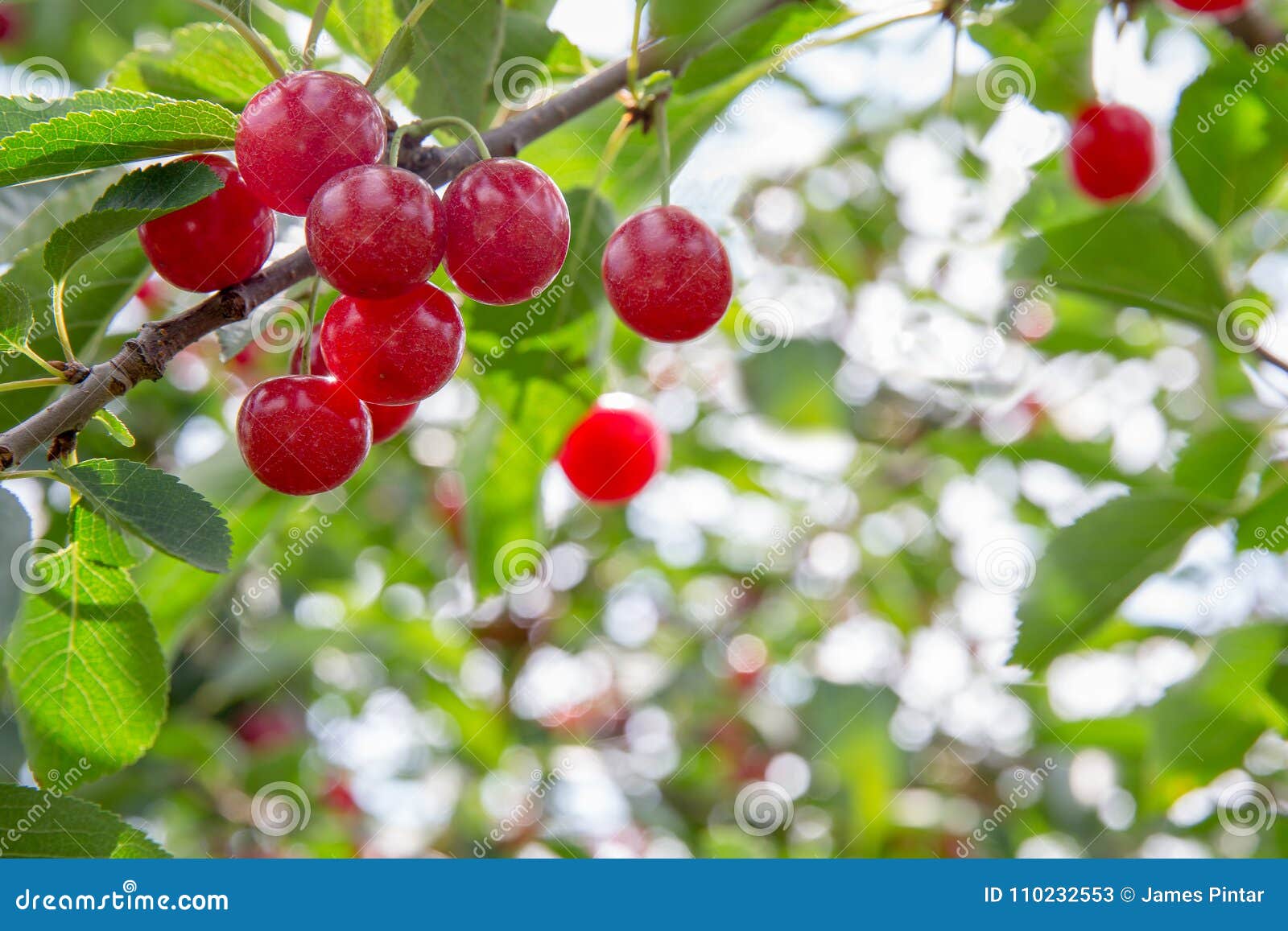 Ripe Cherries on a Tree stock image. Image of cherry - 110232553