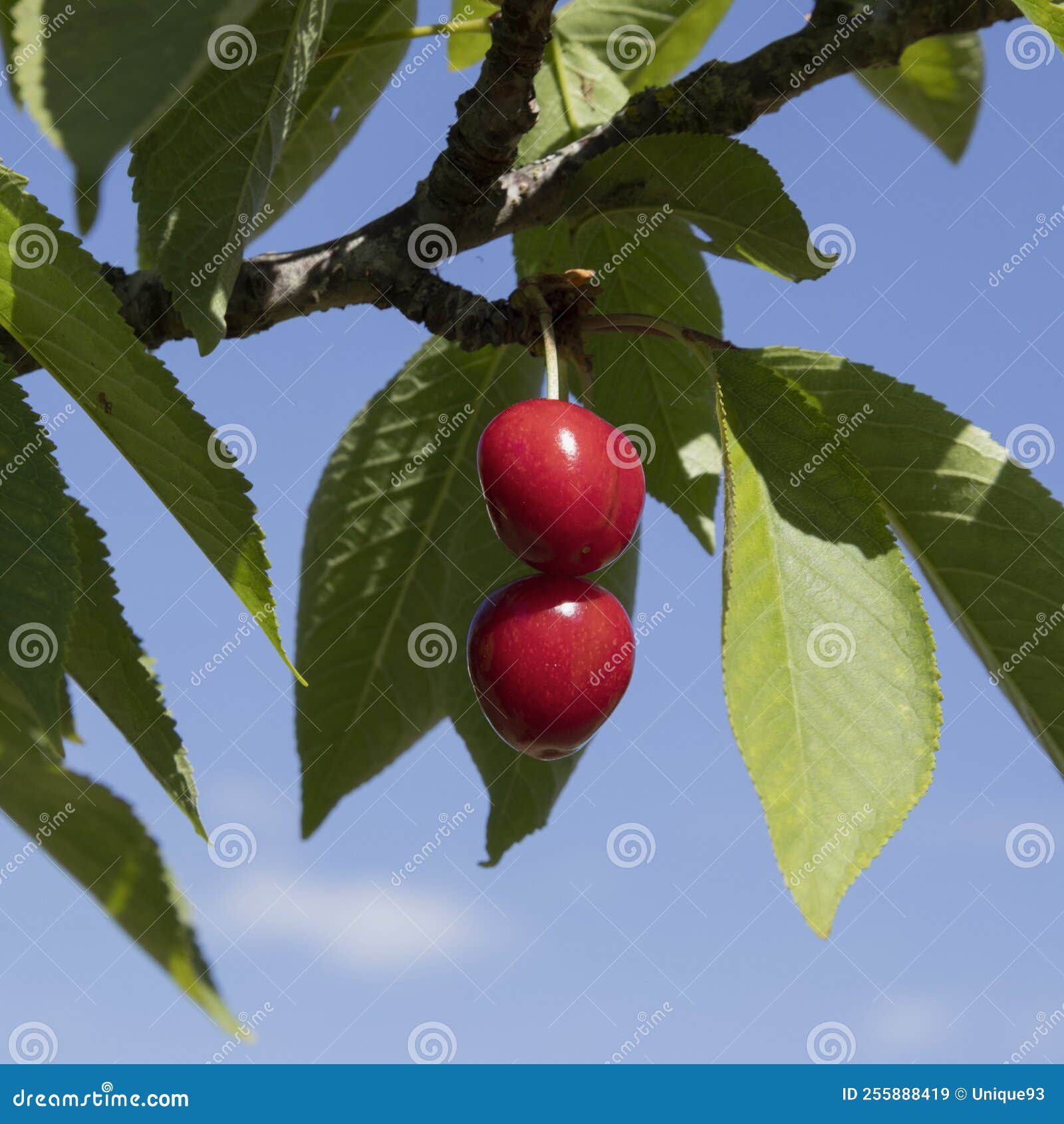 Ripe cherries in the tree stock image. Image of pick - 255888419