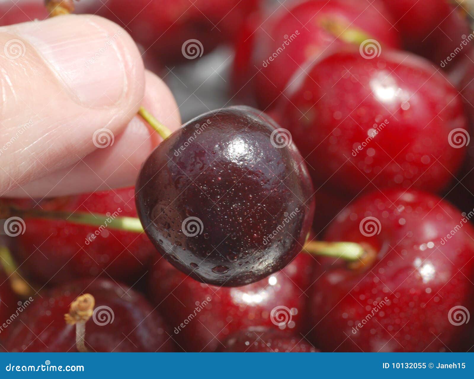 Ripe cherry stock image. Image of nutrition, holding - 10132055