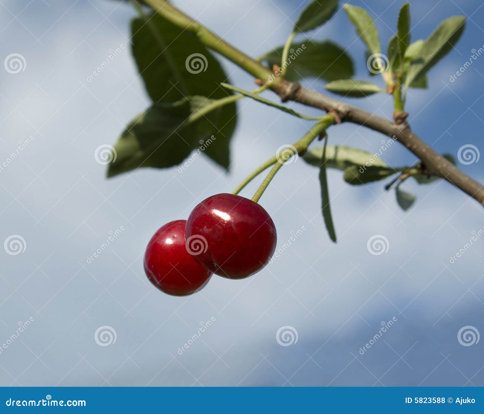 Ripe cherry stock photo. Image of nature, fruit, macro - 5823588