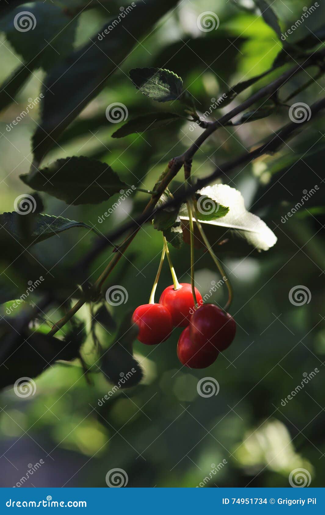 Ripe cherry stock photo. Image of chinese, bush, growth - 74951734