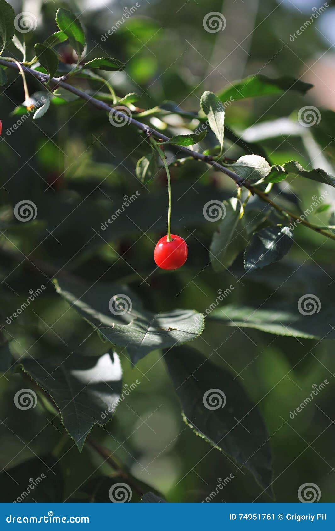 Ripe cherry stock image. Image of growth, agriculture - 74951761