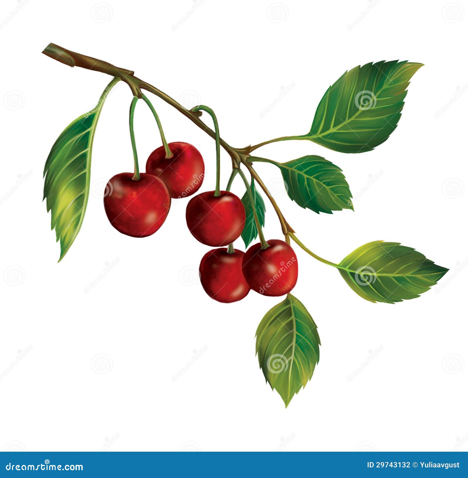 Ripe Cherry With Leaves, Lineart Sketch. Just A Childish Drawing ...
