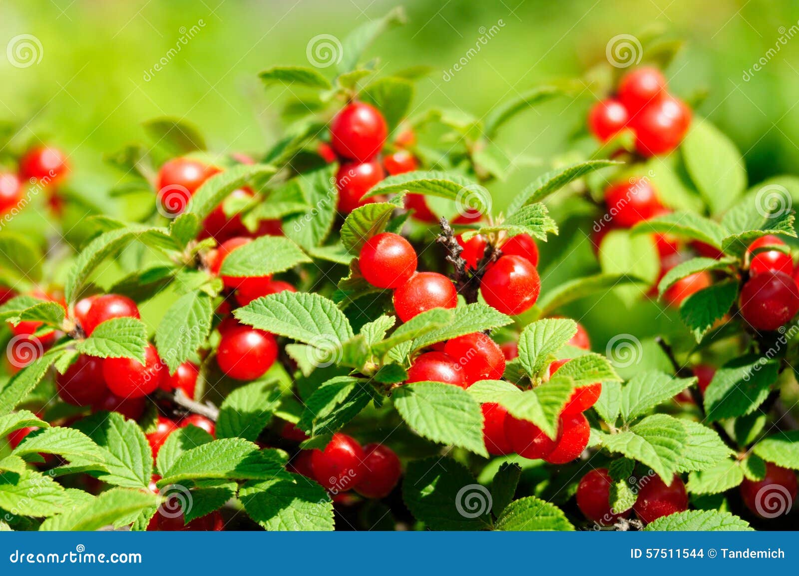 Ripe cherry stock photo. Image of plant, cherry, delicious - 57511544