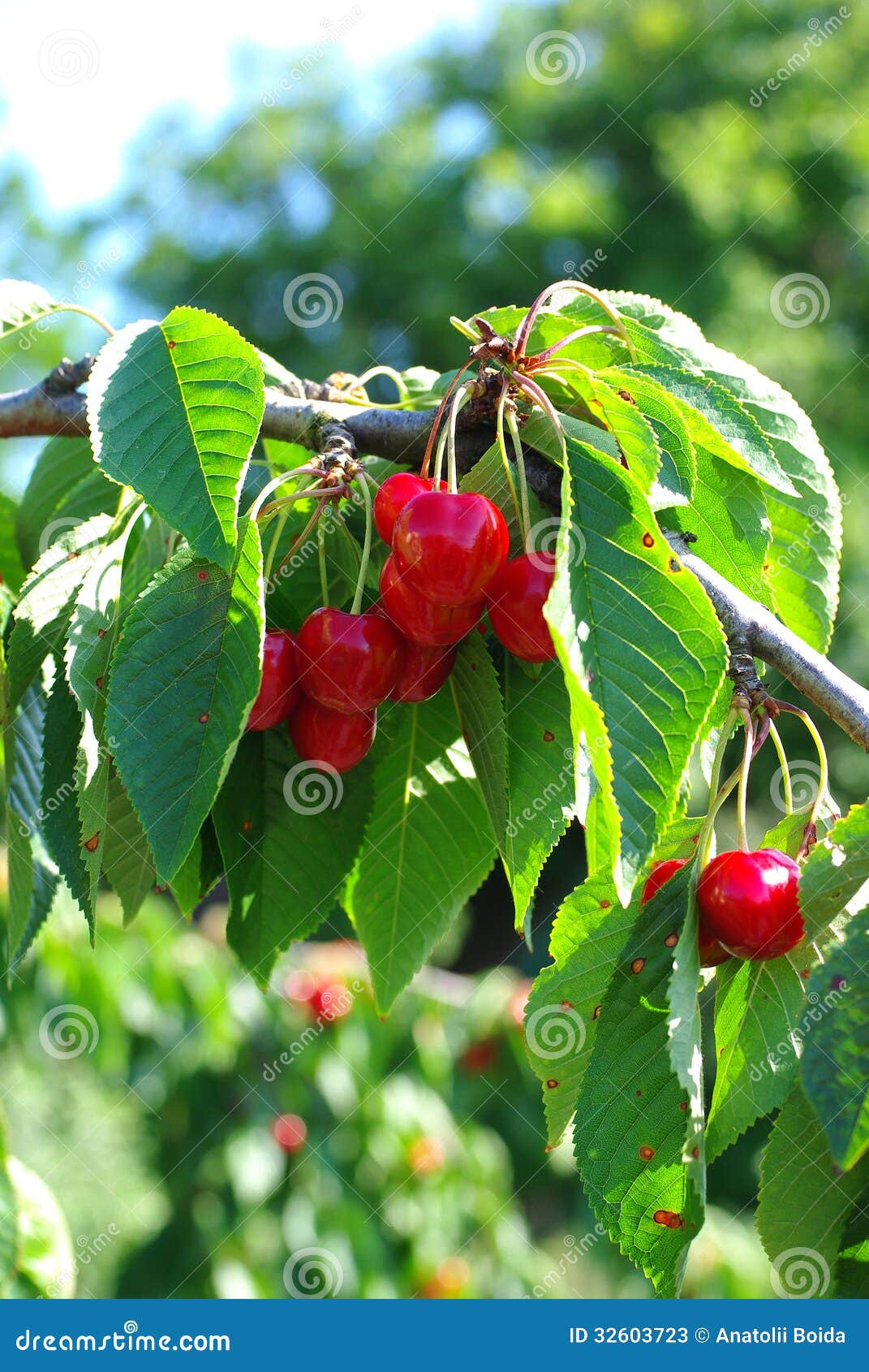 Ripe cherry stock image. Image of green, fresh, plant - 32603723