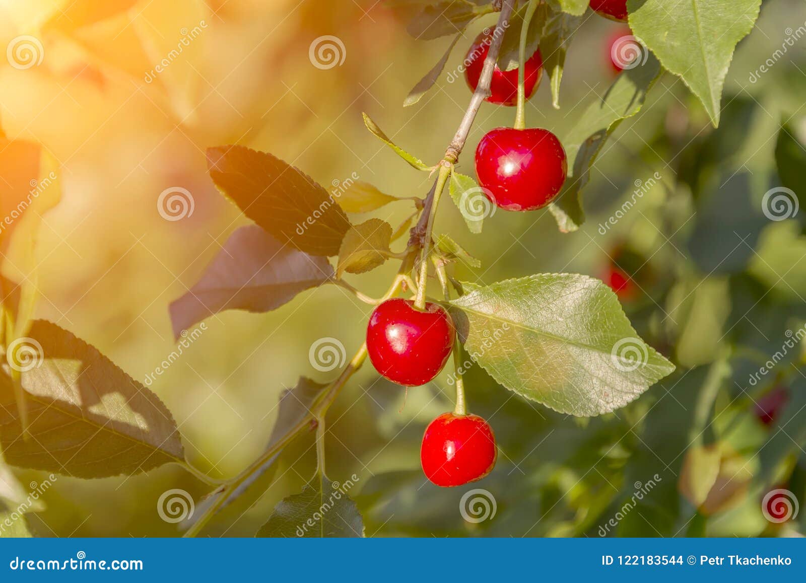 Ripe cherry on a branch stock photo. Image of nature - 122183544