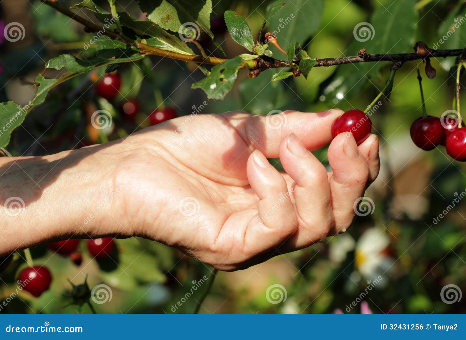 Ripe Cherry in a Female Hand Stock Photo - Image of collects, branch ...