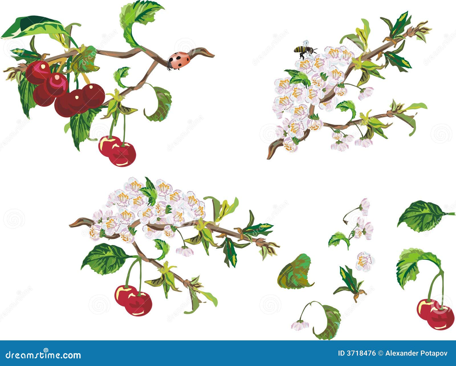 Ripe Cherry With Leaves, Lineart Sketch. Just A Childish Drawing ...