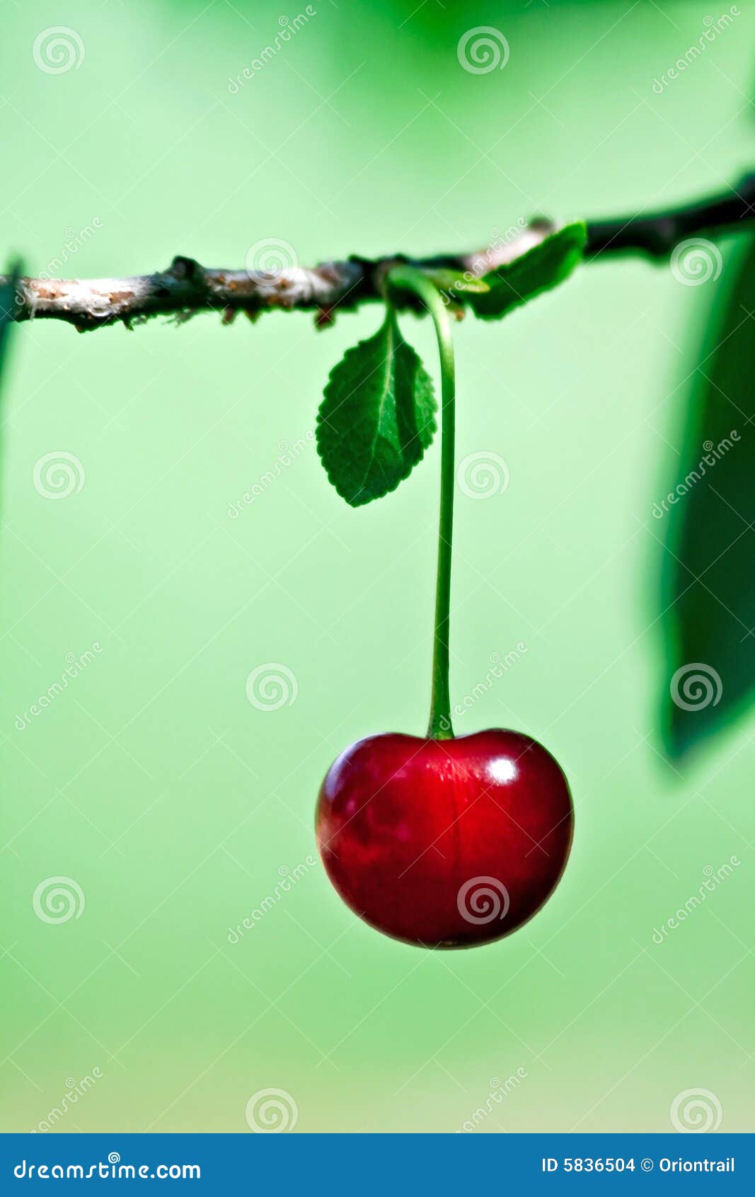 Ripe cherry fruit stock photo. Image of agricultural, color - 5836504