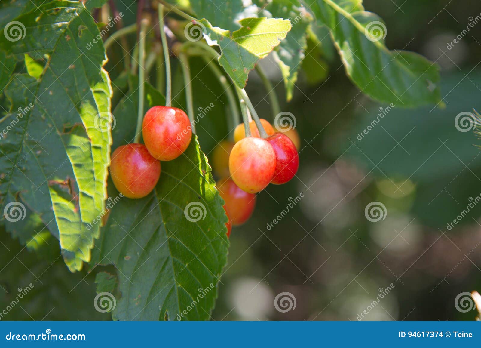 Ripe Cherry fruit stock photo. Image of grow, food, farm - 94617374