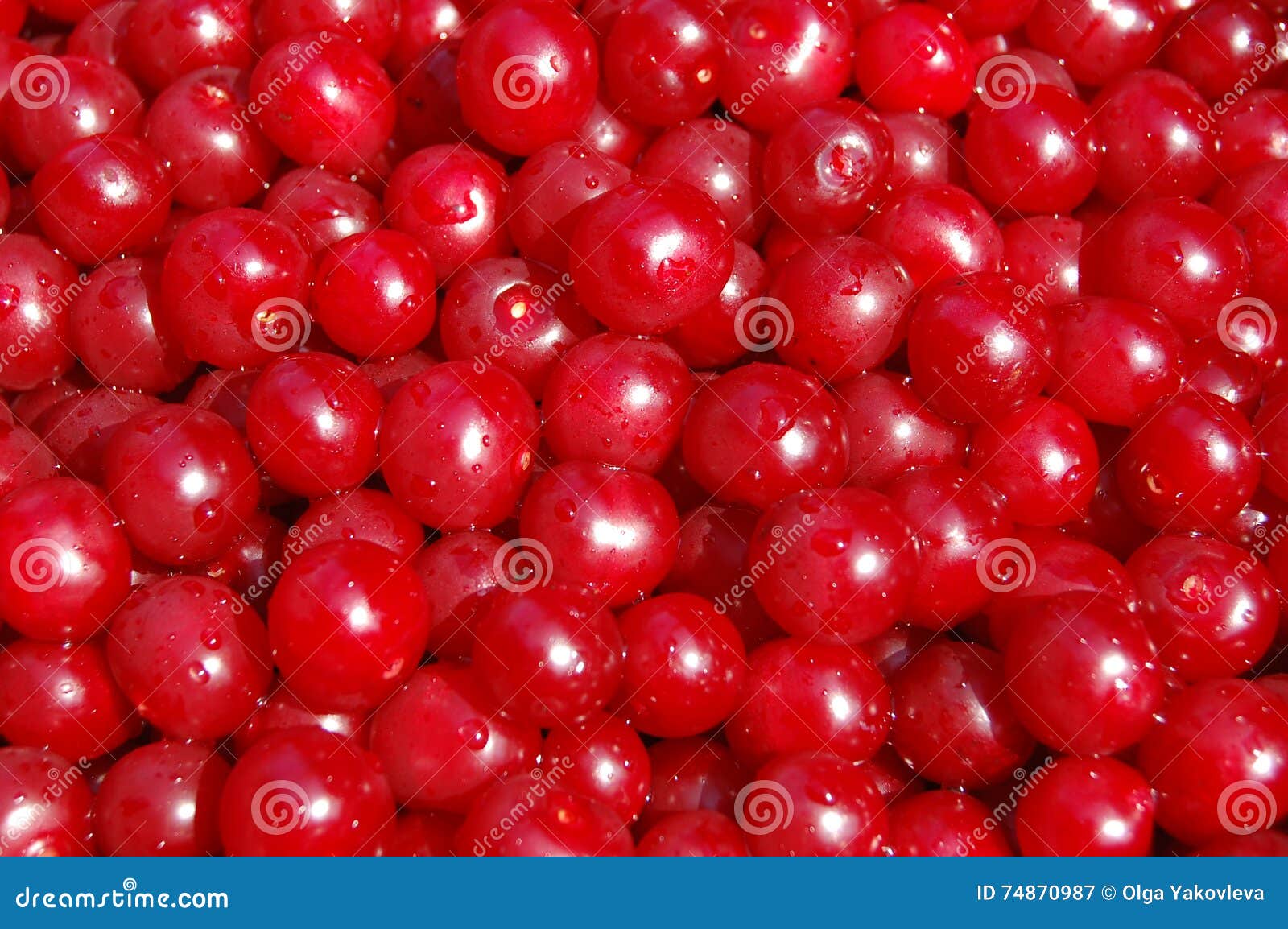 Ripe cherry stock image. Image of ripe, cherry, juice - 74870987
