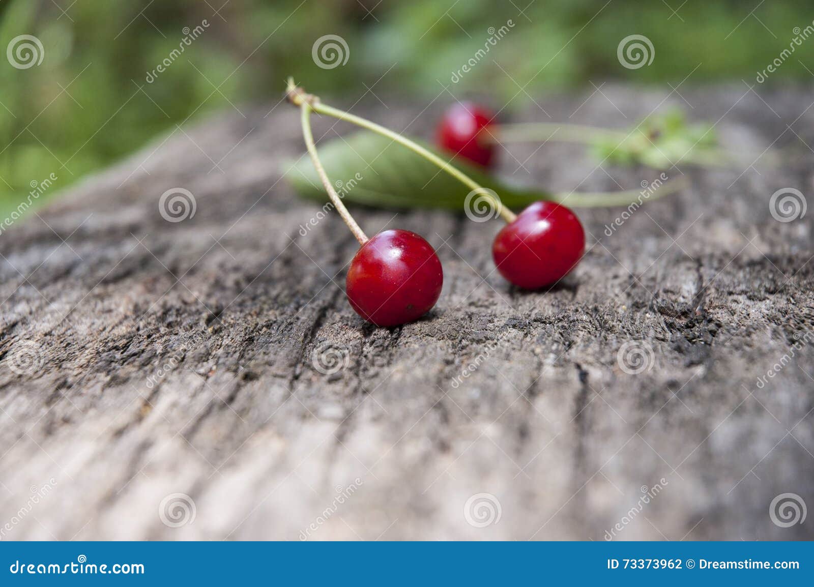 Ripe cherry stock photo. Image of vitamin, sakura, vegetarian - 73373962