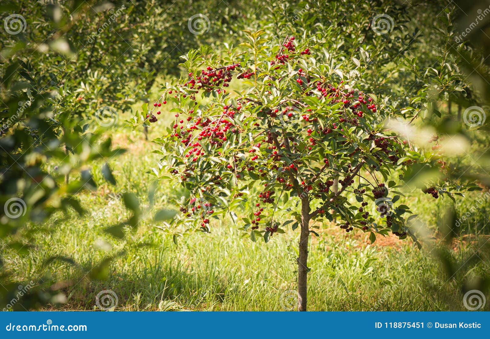 Ripe cherry orchard field stock image. Image of growth - 118875451