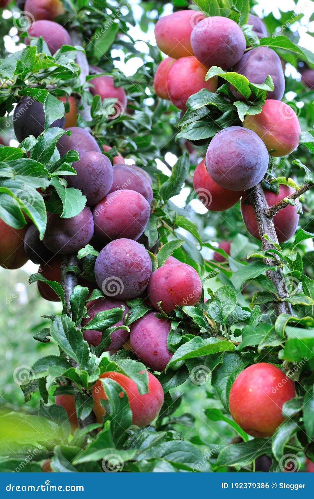 Ripe Cherry-plums on a Tree Branch Stock Photo - Image of farming ...