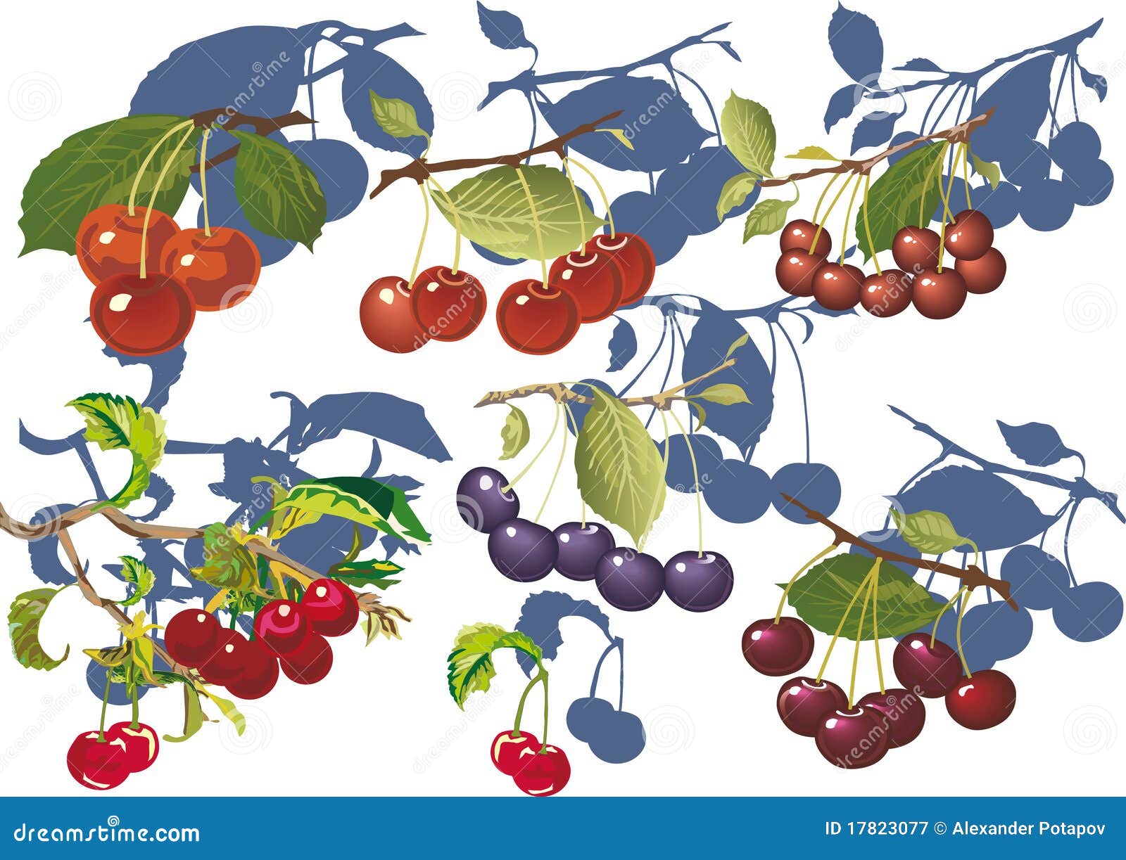 Ripe Cherry with Shadow Collection Stock Vector - Illustration of leaf ...