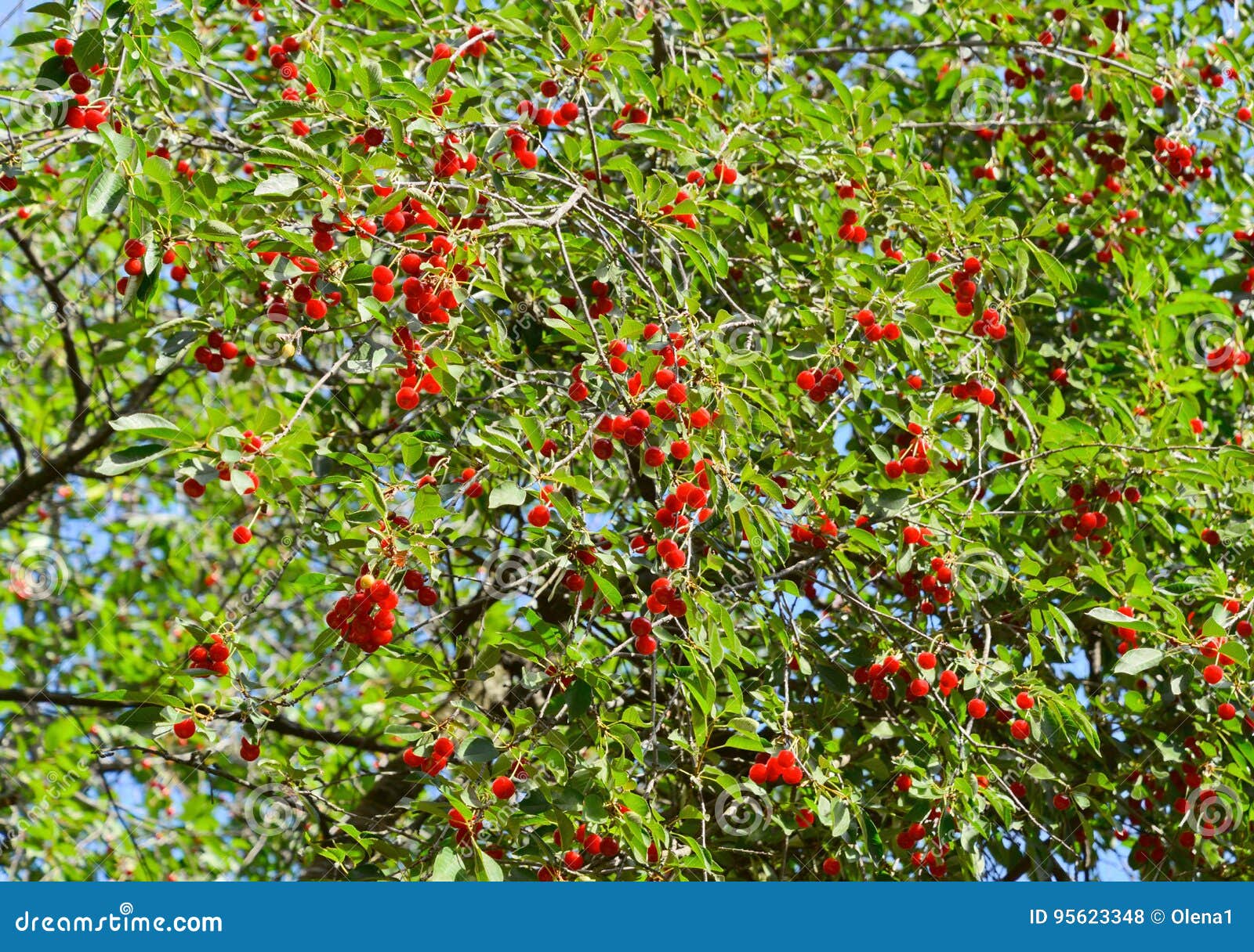 Ripe cherry stock photo. Image of orchard, background - 95623348