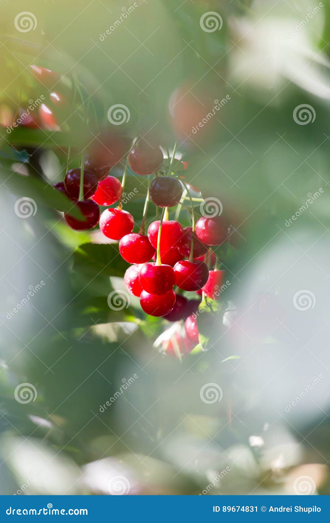 Ripe Cherry on the Tree in Nature Stock Image - Image of diet, flora ...