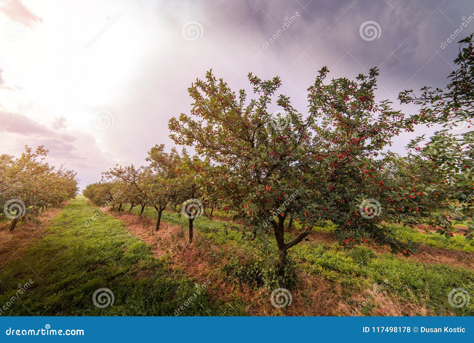 Ripe cherry orchard field stock photo. Image of sweet - 117498178