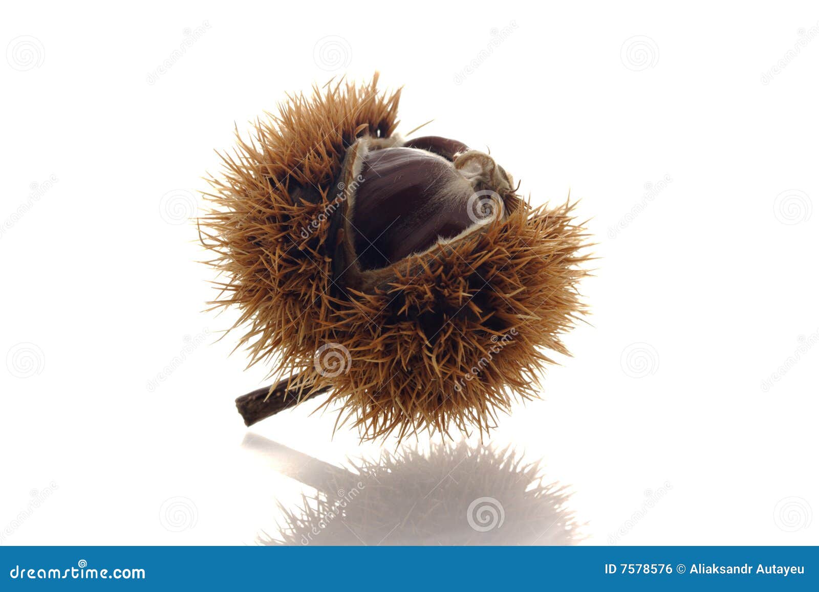 Ripe chestnut stock photo. Image of ripe, conkers, white - 7578576