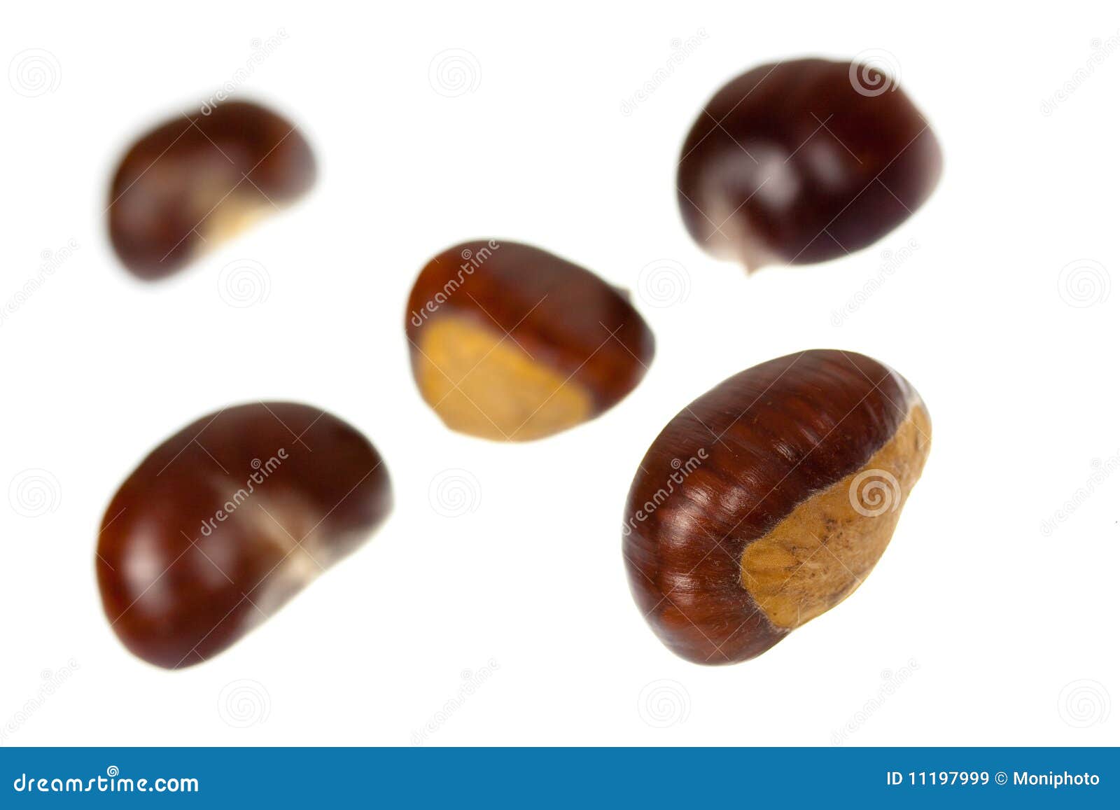 Ripe Chestnut ,isolated on White Background Stock Image - Image of husk ...
