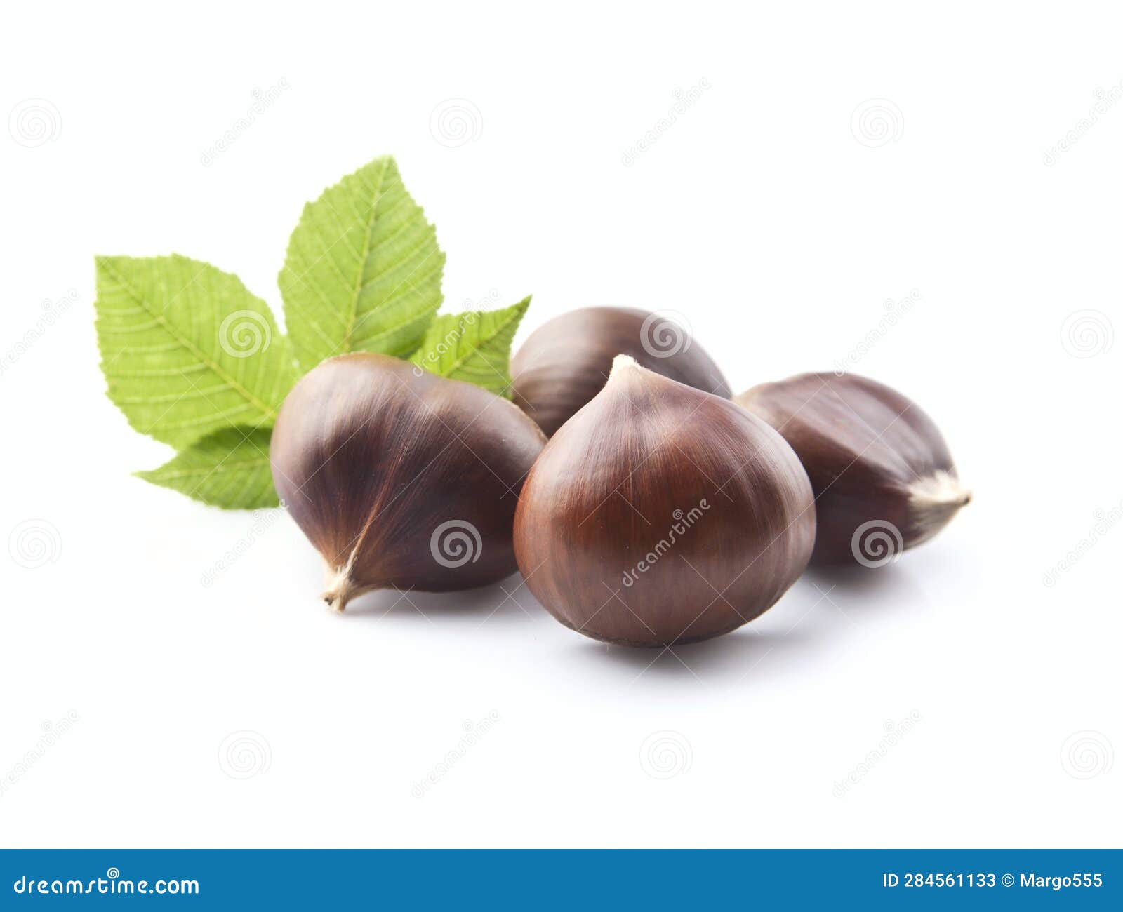 Ripe Chestnut with Leaves on a White Background Stock Image - Image of ...