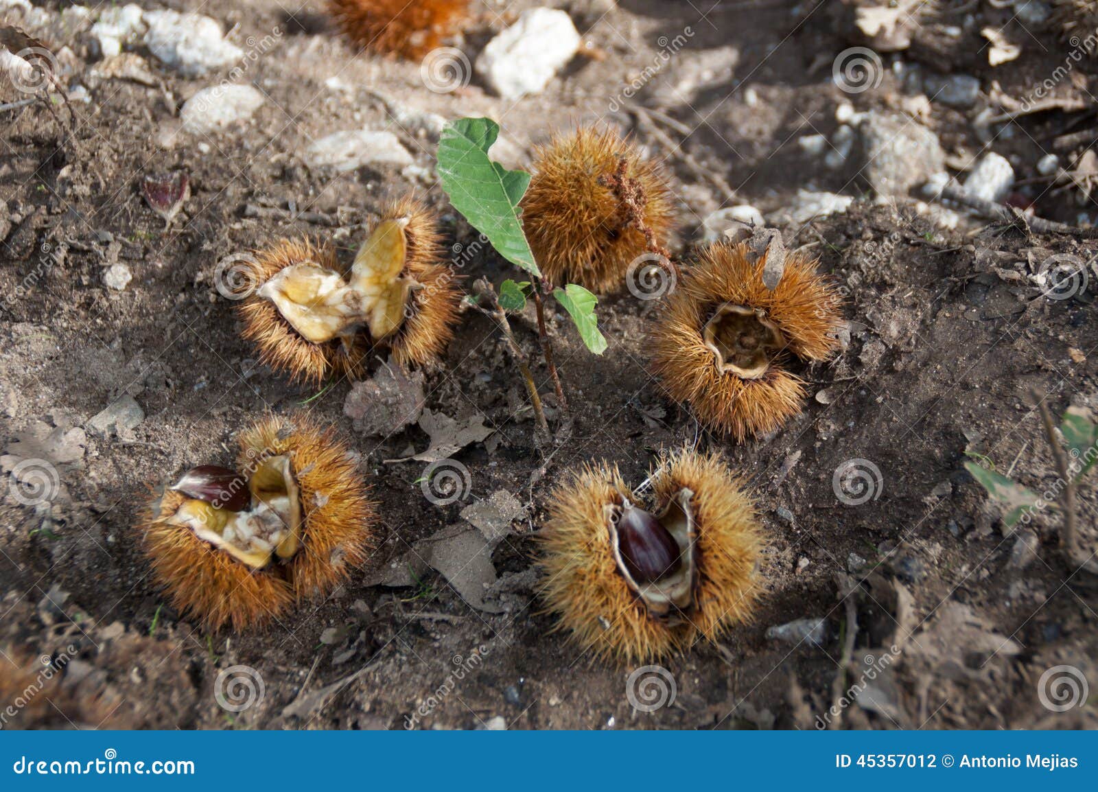 Ripe chestnut stock photo. Image of natural, plant, flower - 45357012