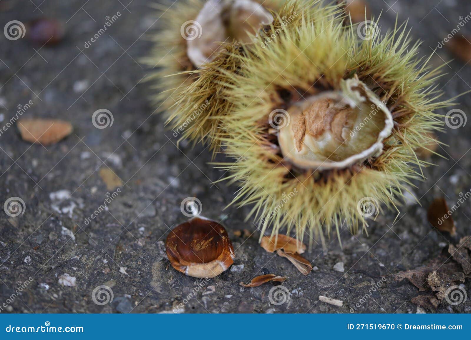 Ripe Chestnut Sits Next To an Open Shell Stock Photo - Image of woody ...