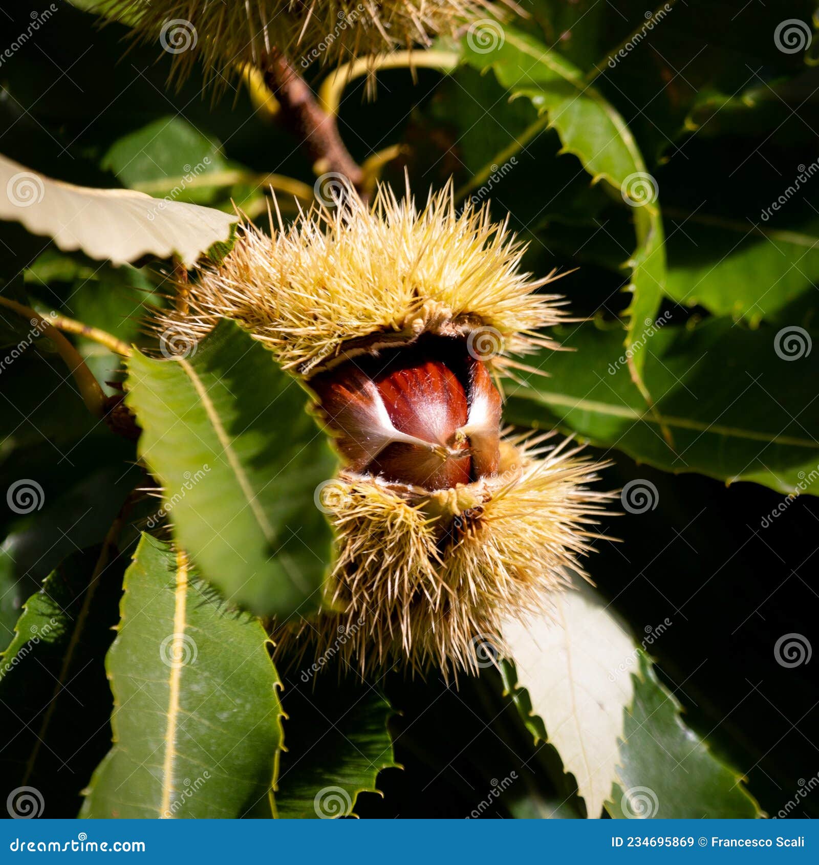 Ripe chestnut in tree stock image. Image of sativa, edible - 234695869