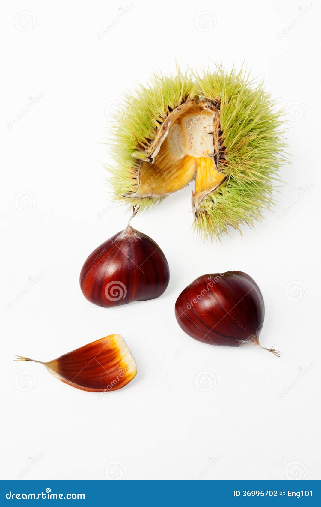 Ripe chestnuts and burr stock photo. Image of harvest - 36995702
