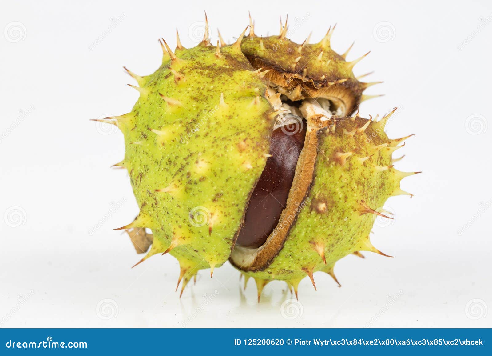 Ripe Chestnuts in Casings on a White Table. Fruit of the Tree - Stock ...