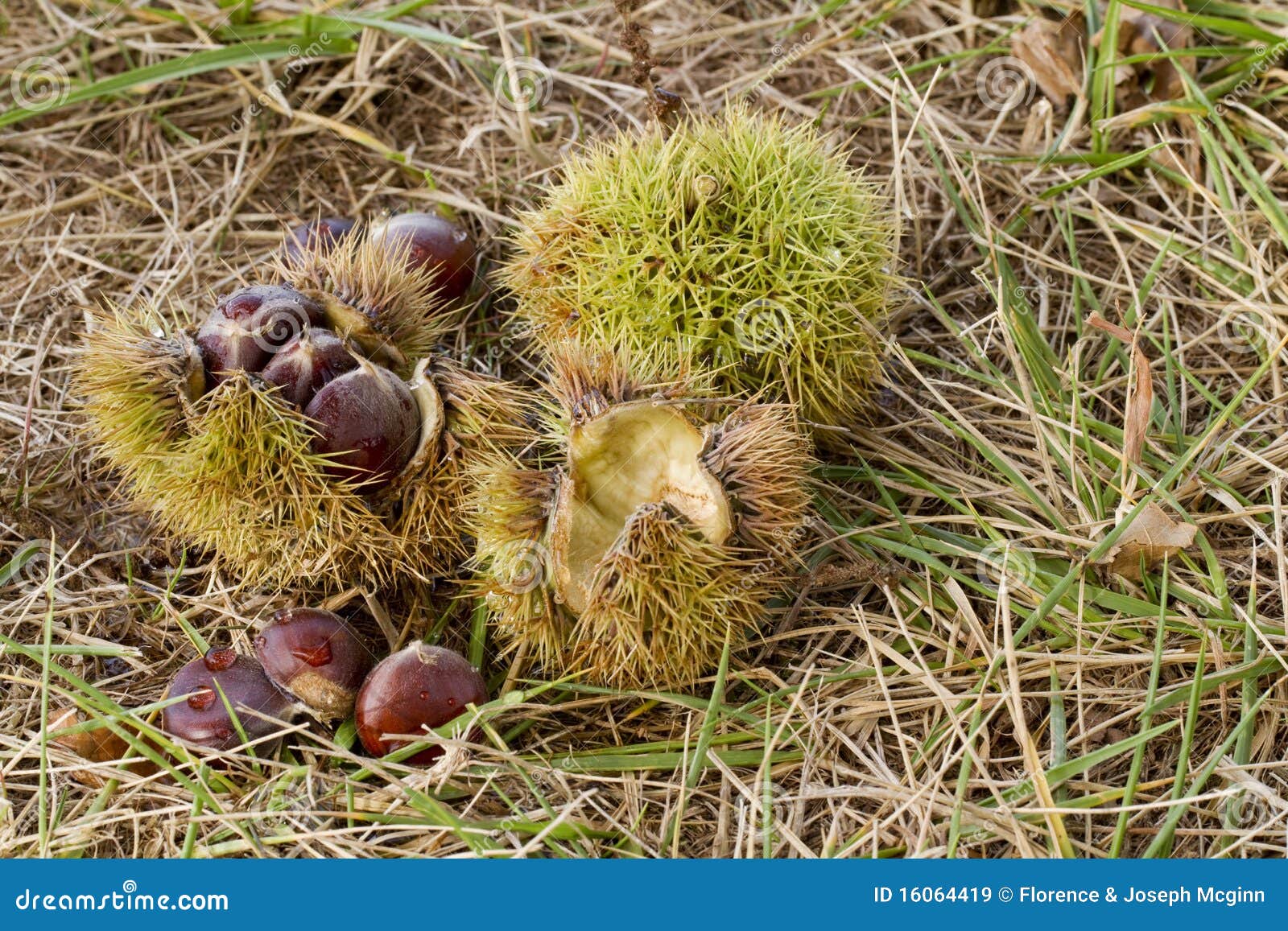 Ripe Chestnuts Fall after Autumn Rain Stock Image - Image of autumn ...