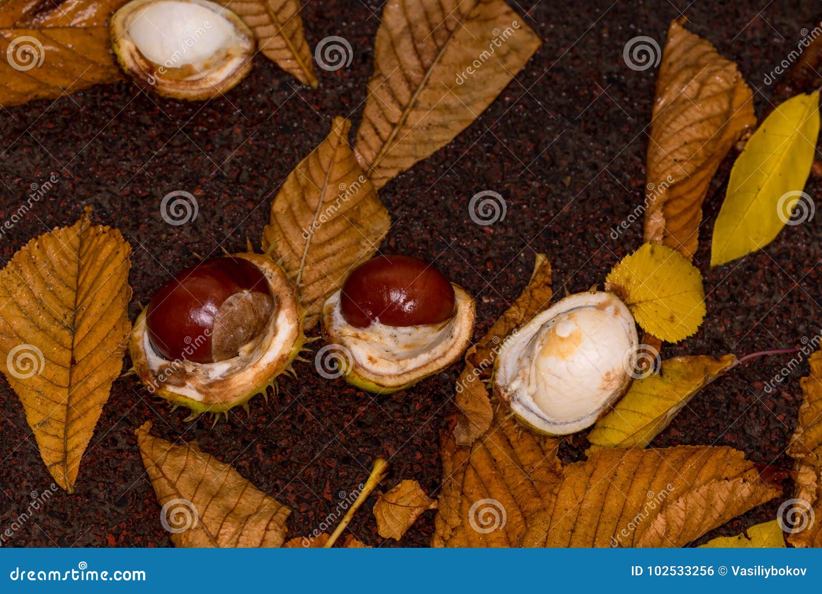 Ripe Chestnuts Fallen from the Tree Stock Photo - Image of colourfull ...